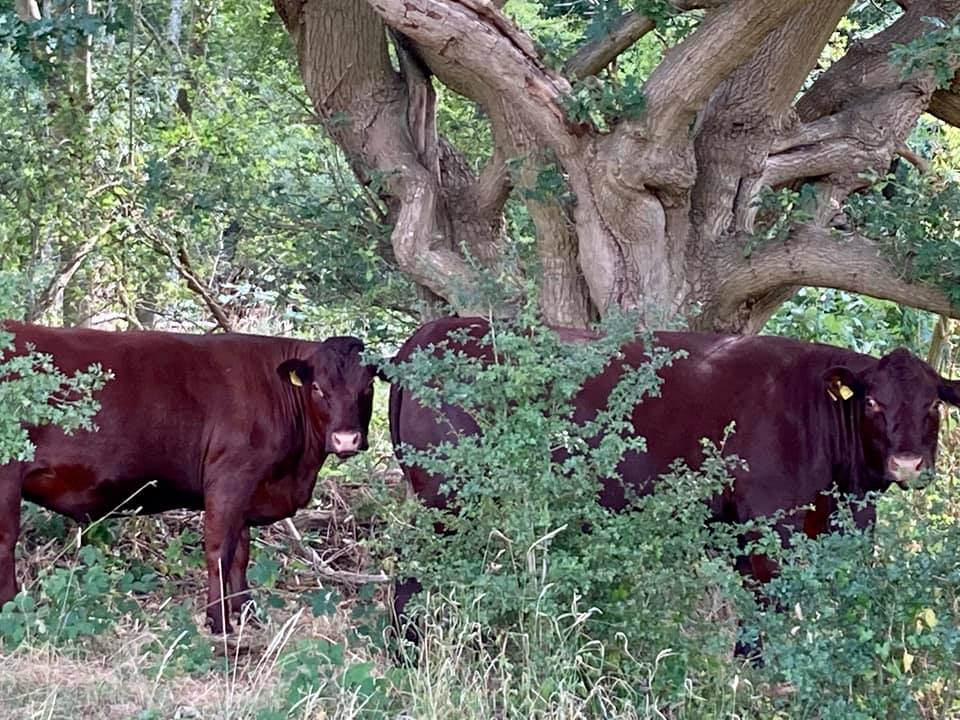 Cows – Friends of Horsenden
