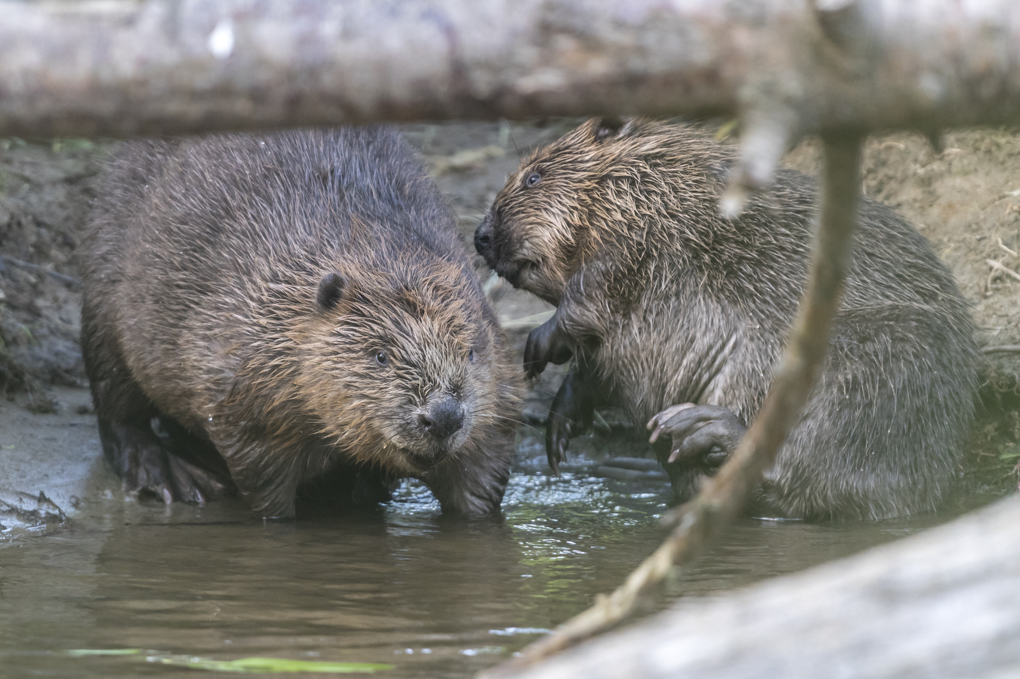 All about the Beaver – Friends of Horsenden
